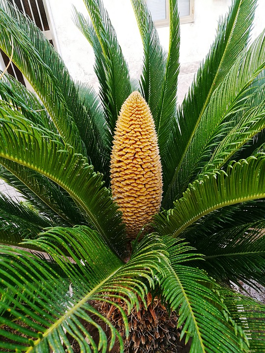 Come Propagare la Cycas - Didarca